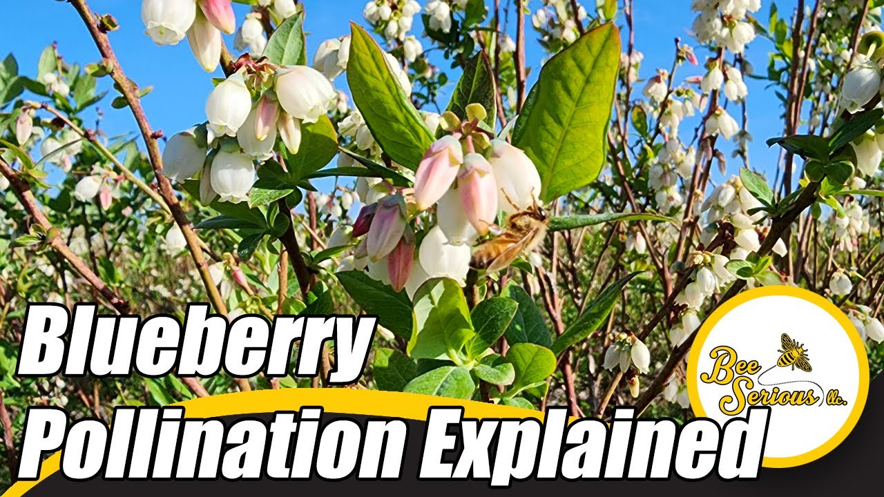 Florida's Blueberry Pollination: EXPLAINED | Bee Serious LLC. - YouTube