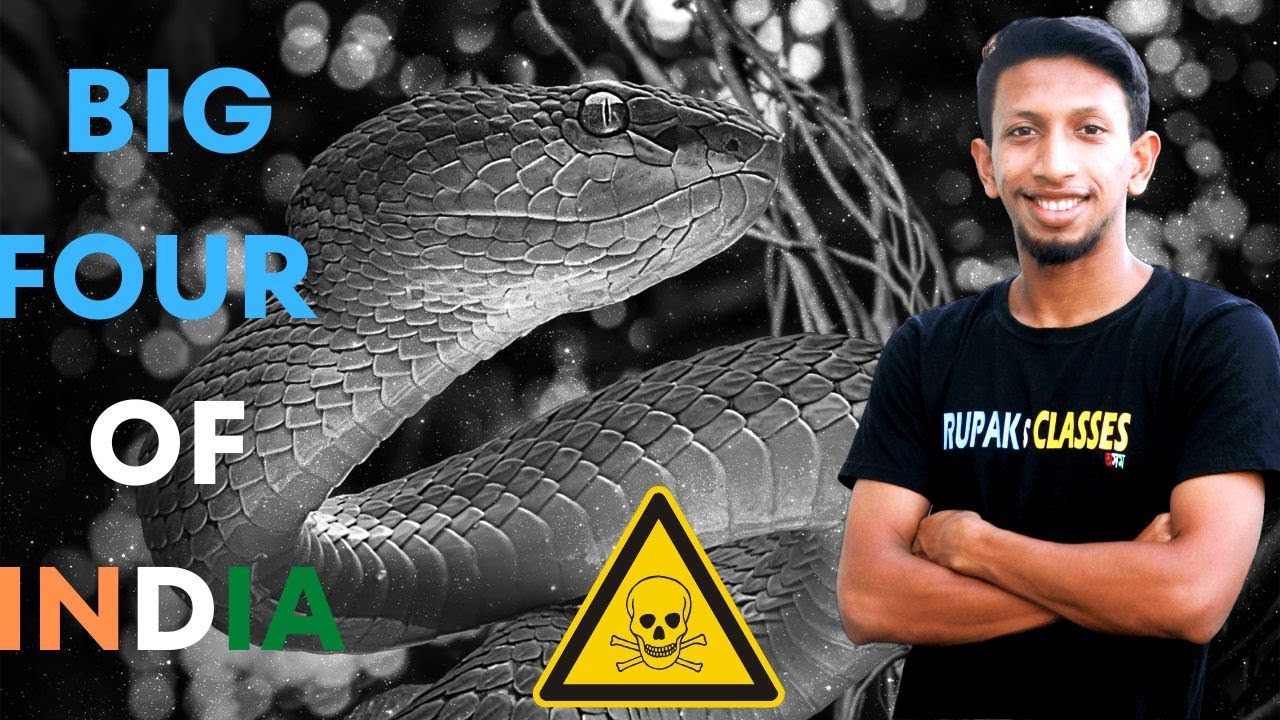 Big Four snake of India. Rupaks Classes. - YouTube