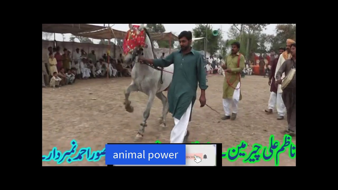horse dance || best horse dance || ghora dance || animal planet ...