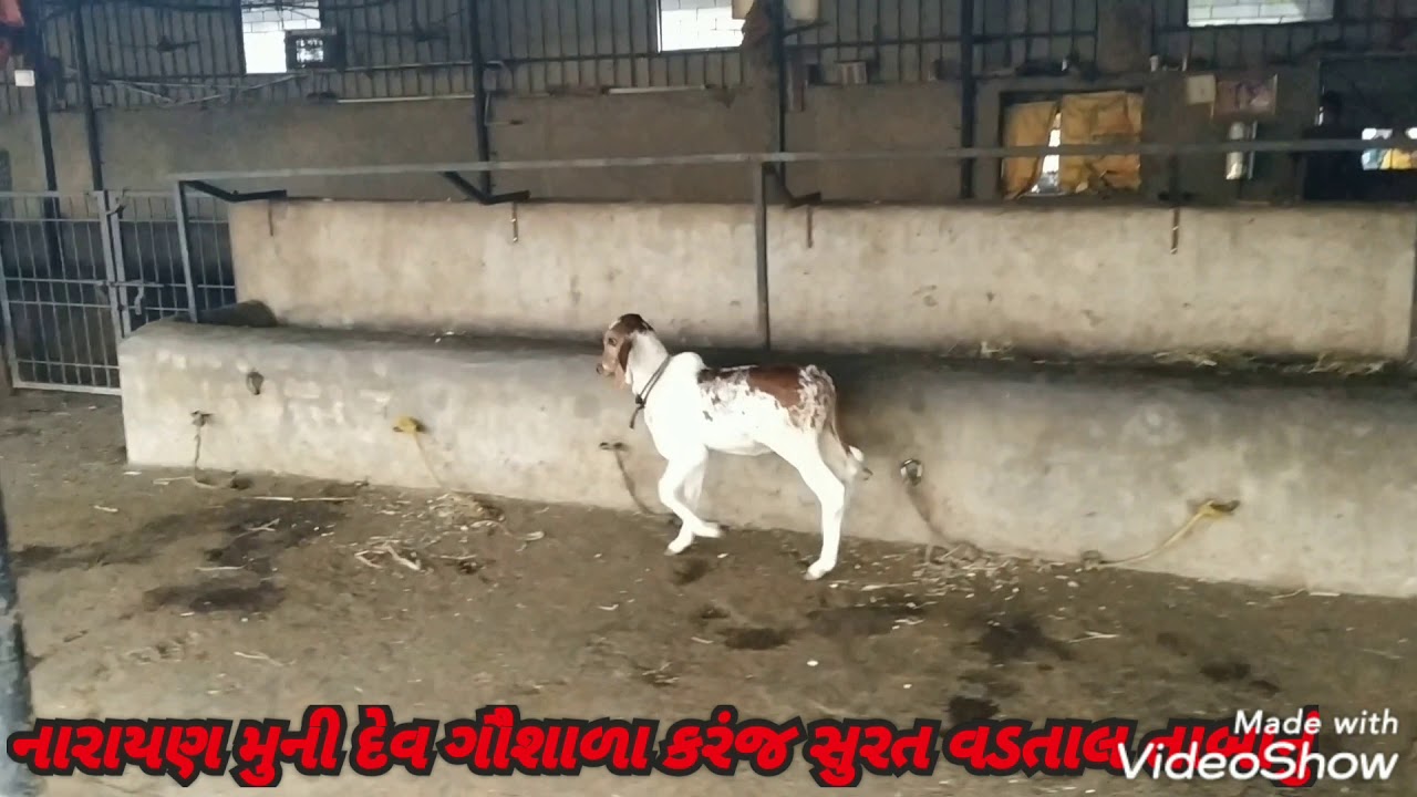 enjoy gir calf Narayan munidev gau shala karanj surat( vadtal under) - YouTube