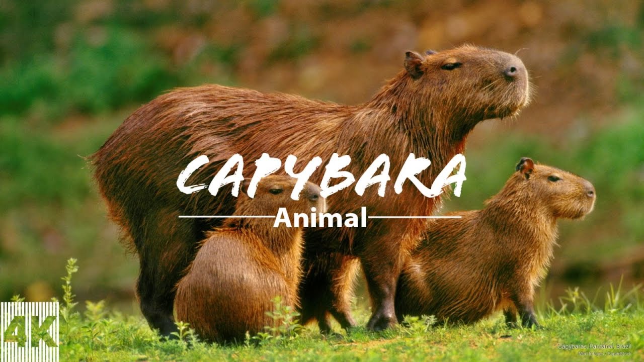 1 HOUR OF CAPYBARA VIDEOS || Video 4K || Capybara videos. - YouTube