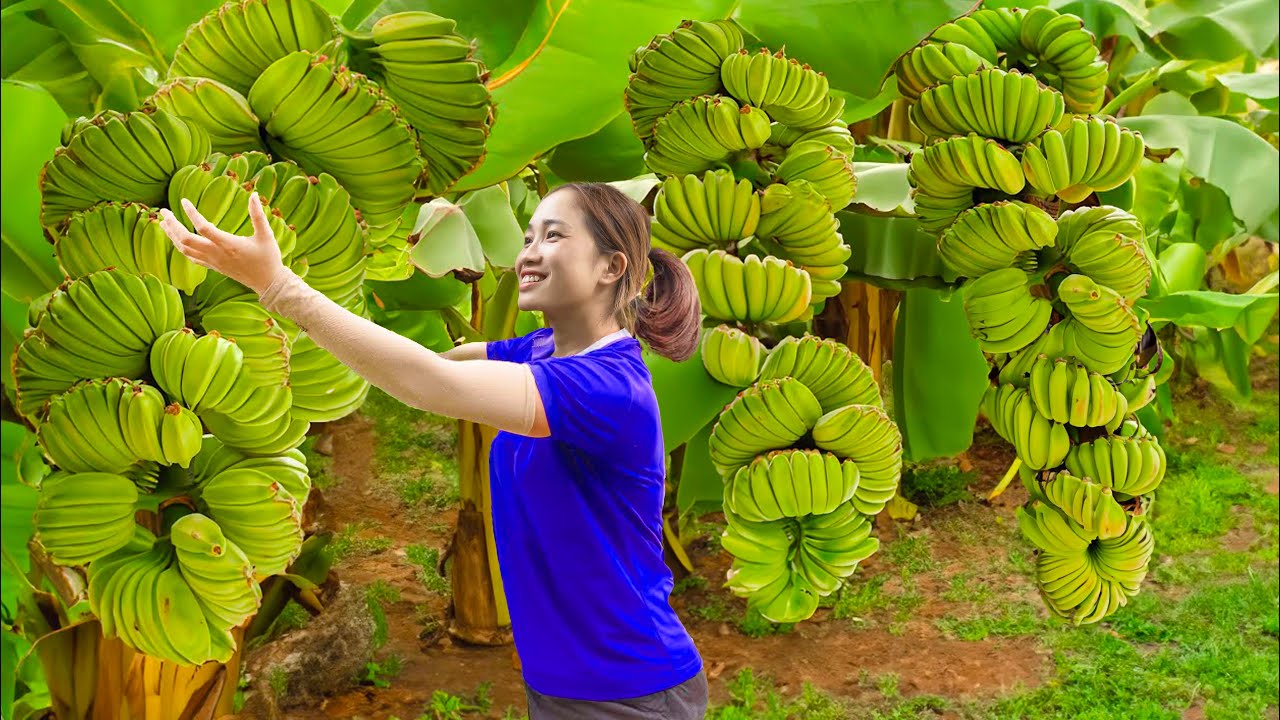 RURAL LIFE | Harvesting Giant God's Hand Fruit Goes To Sell ...