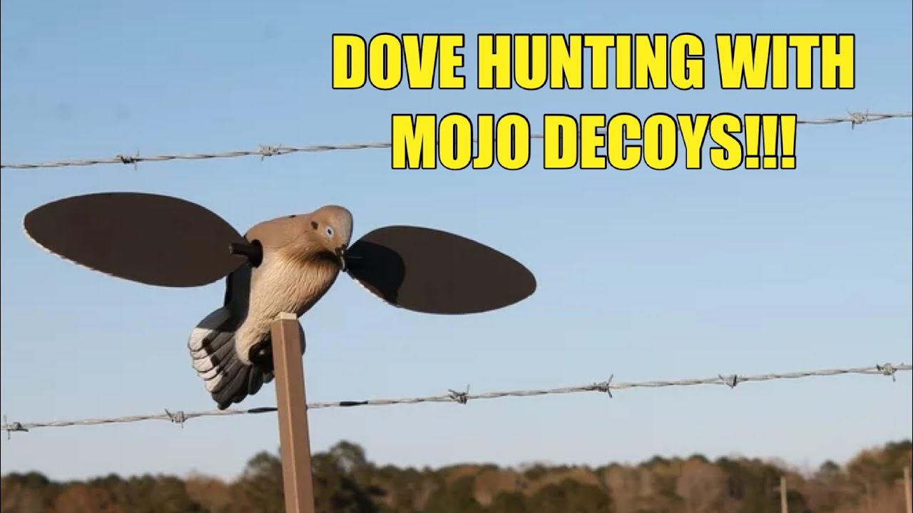 DOVE HUNTING MILLET FIELD!!! - YouTube