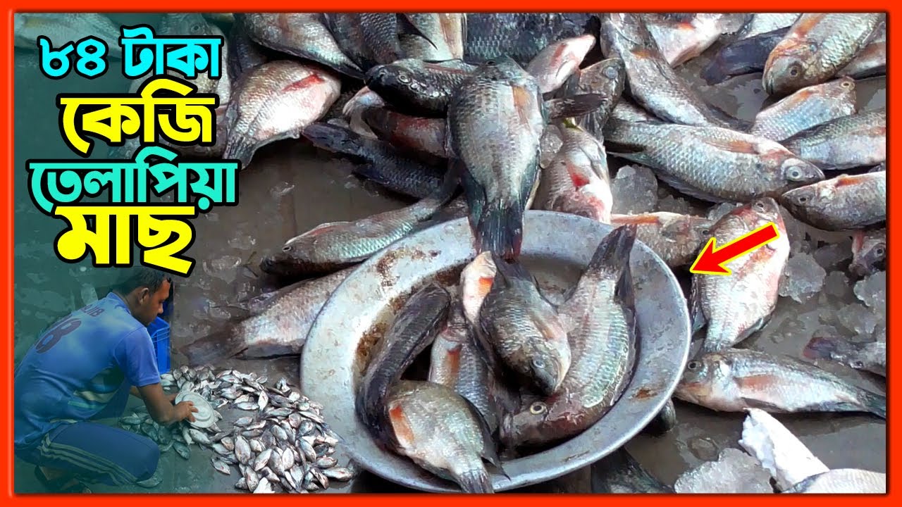 সুন্দরবনের চরে ছোট ডোবার মাছ না | জীবননগর মাছ বাজার | Sundarban Fishing ...