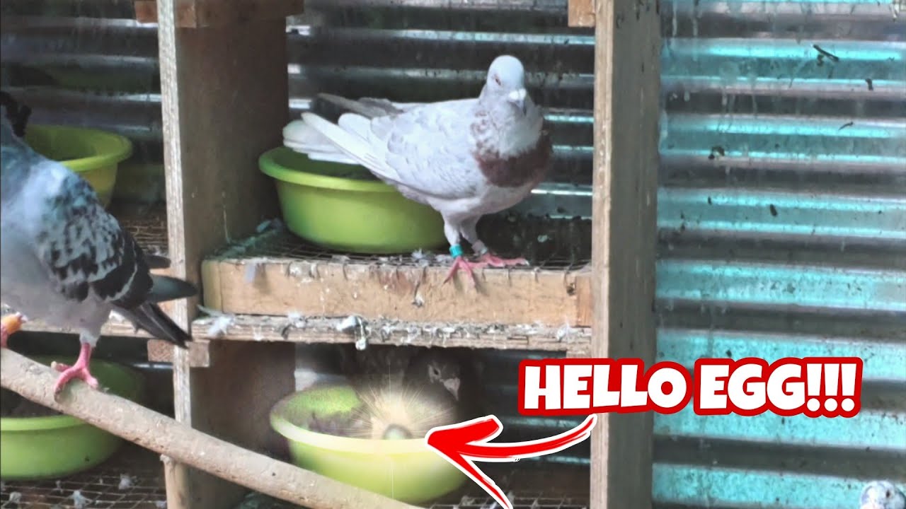 Off Color Racing Pigeon Egg - YouTube