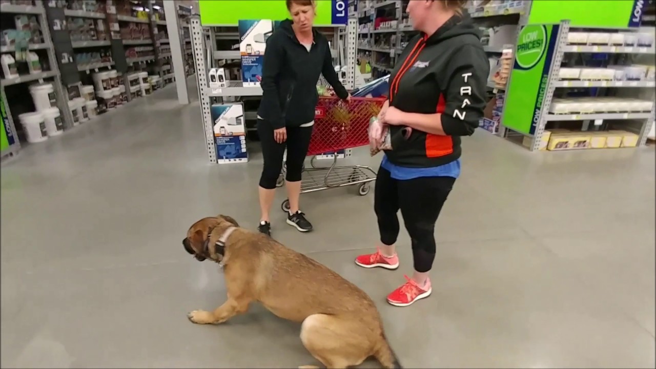 People/dog reactive Shepherd Mastiff's incredible 2 week transformation ...