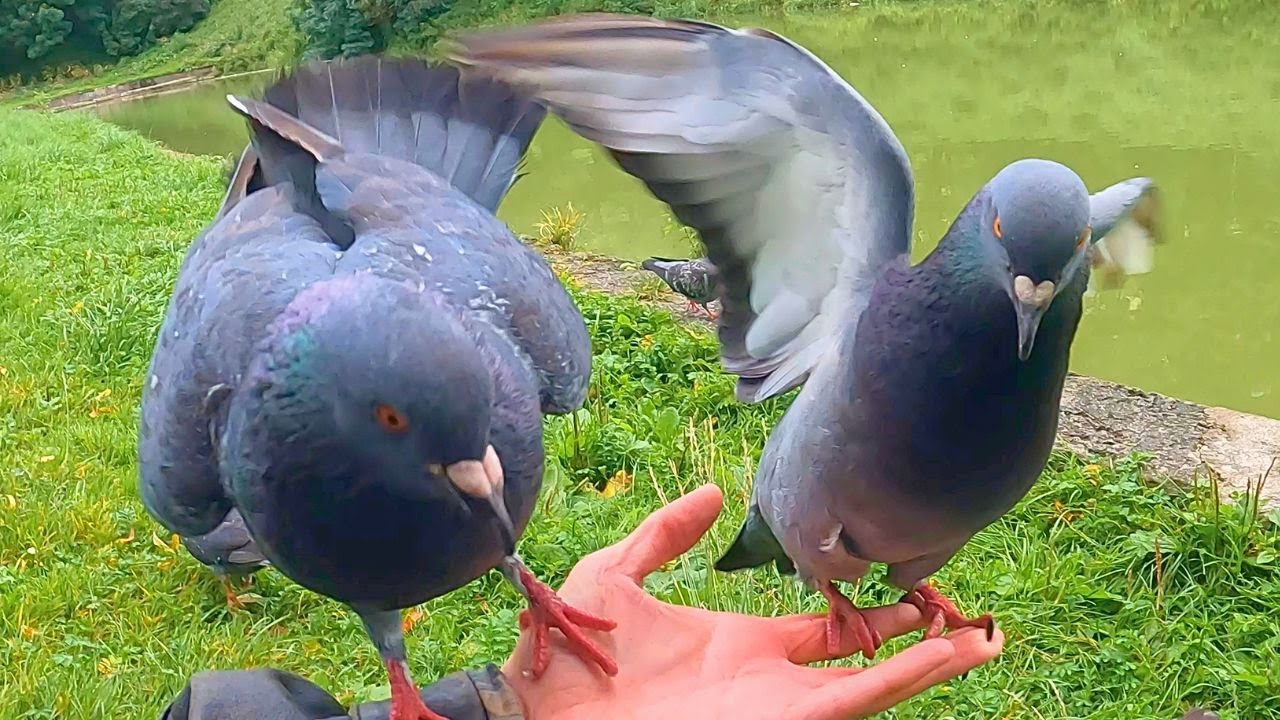 Three Pigeons Fighting on My Hand [4K] Pigeon Fight Club? - YouTube