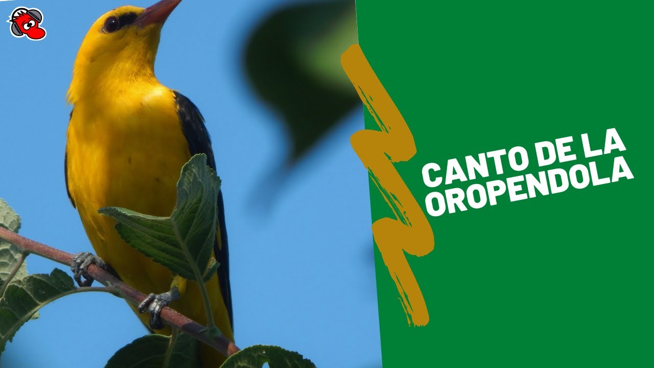CANTO de la OROPENDOLA EUROPEA 2022 🐦🦜 - YouTube