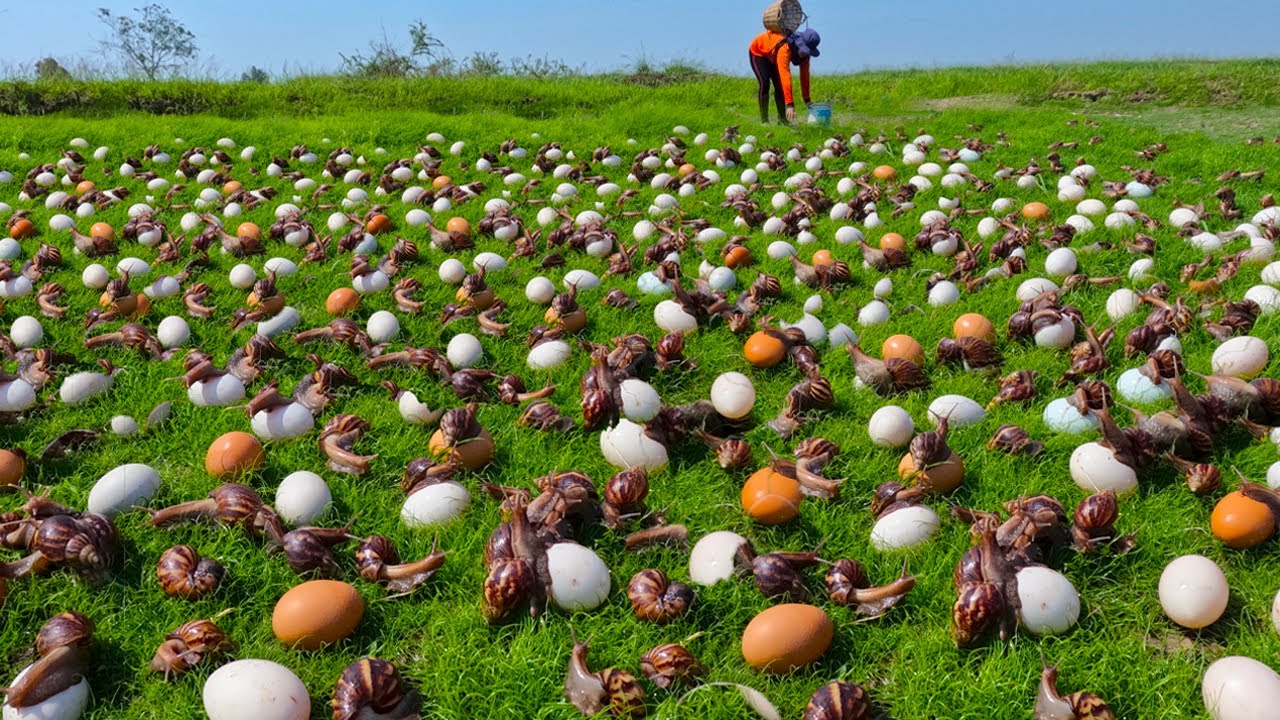 Top amazing - Harvest duck eggs & snails a lot on the grass at field by ...
