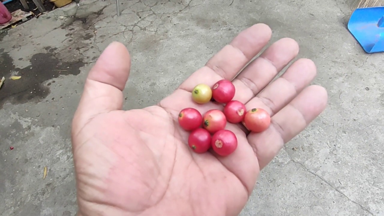 Aratiles (Muntingia Calabura) Propagation thru Air-layering/Marcotting ...