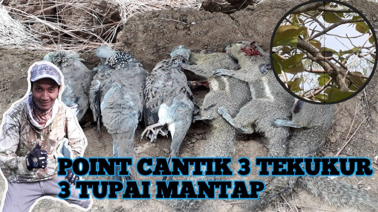 Berburu tekukur dan tupai - YouTube