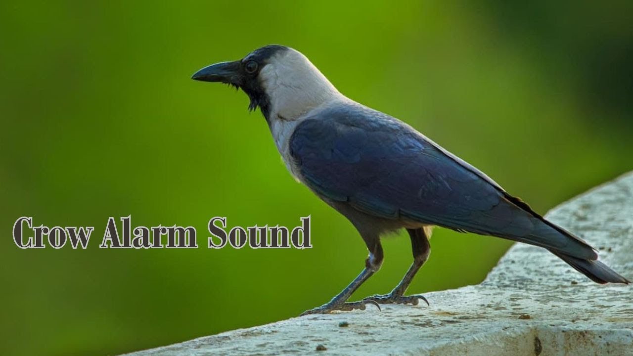 Crow Alarm Sound | Crow Alarm Call | Crow Alert Sound | Crow Alert Call ...