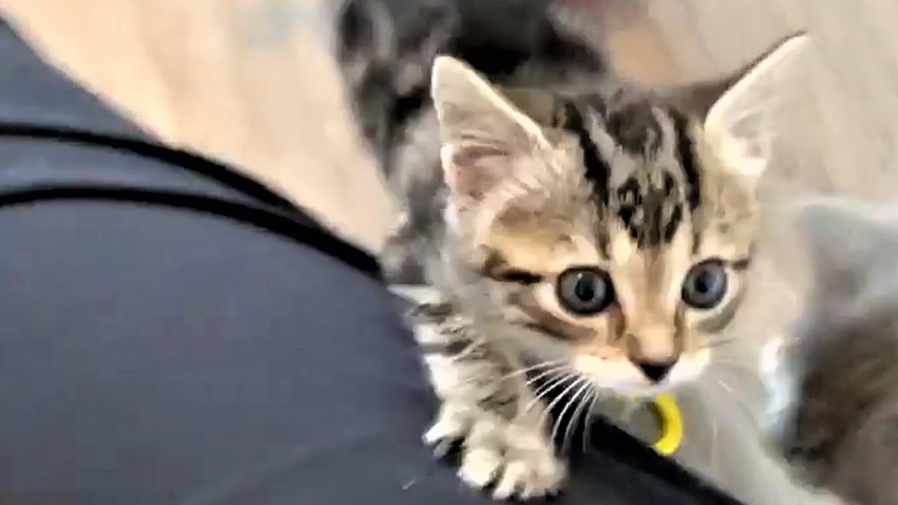 Rescue 5 Tiny but Mighty Kittens Who're Precious and Adorable - YouTube