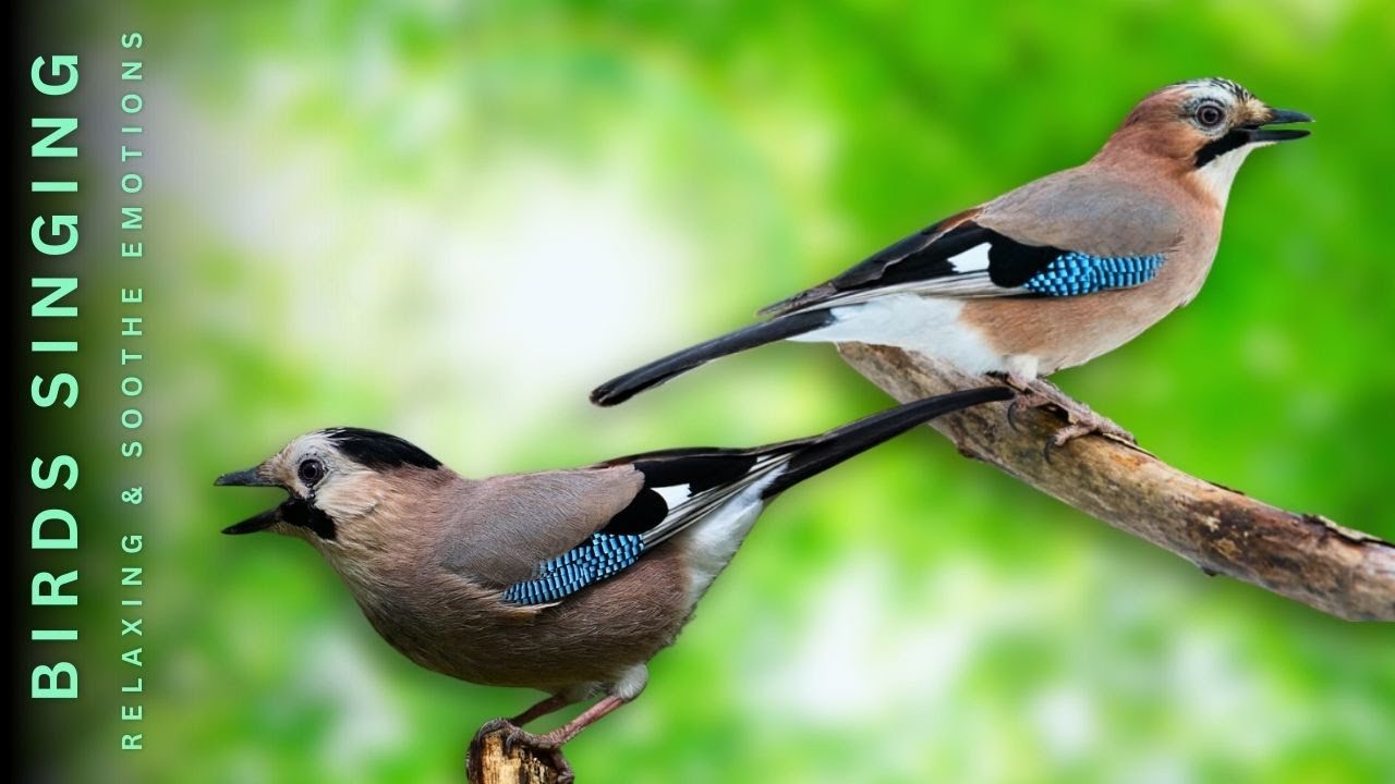 Birdsong - Connect With Beautiful Nature - Wonderful Sounds to Help You ...