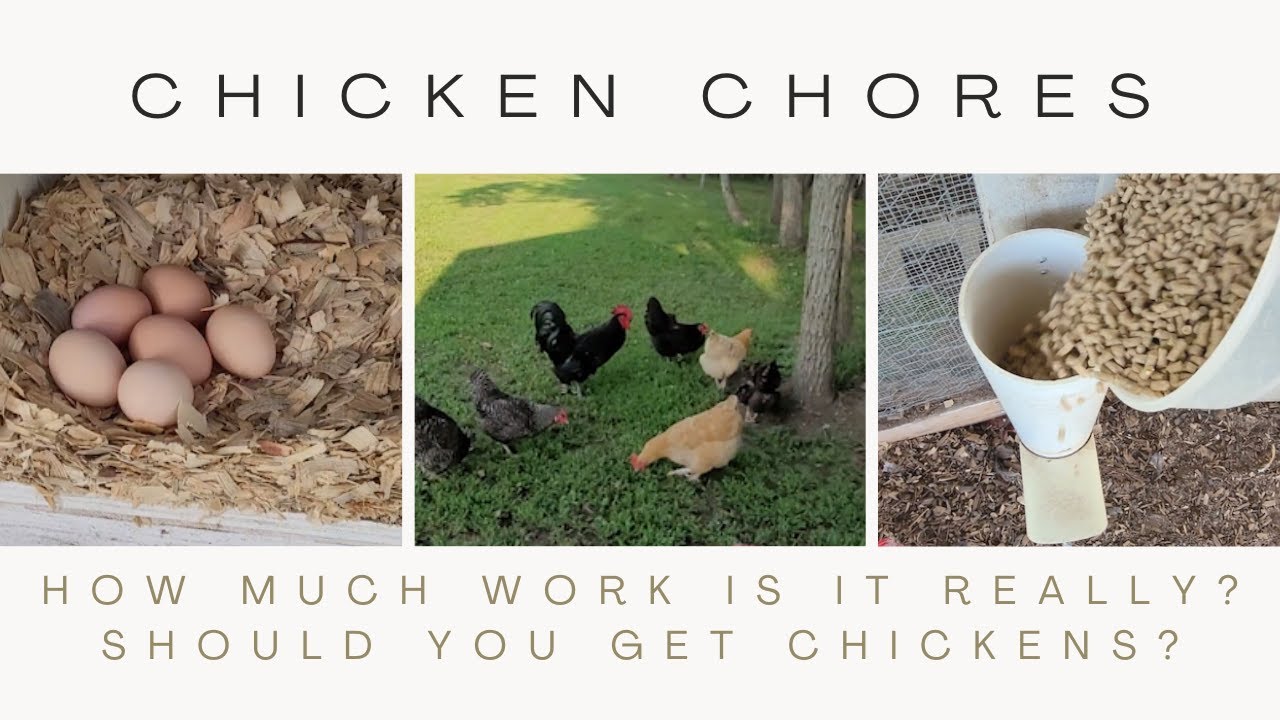 CHICKEN CHORES | Thinking About Getting Chickens? How Much Work Is it ...