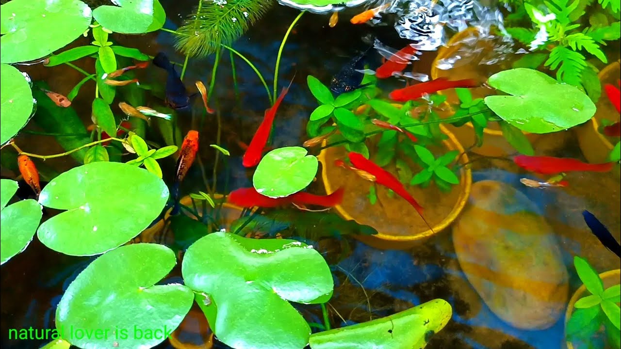 Aquarium swordtails fish tank setup - YouTube