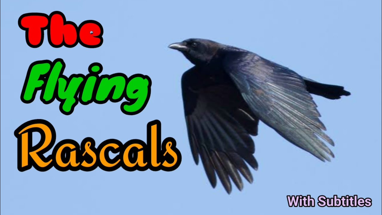 Unbelievable Crow Intelligence – Must See! | Incredible facts about ...