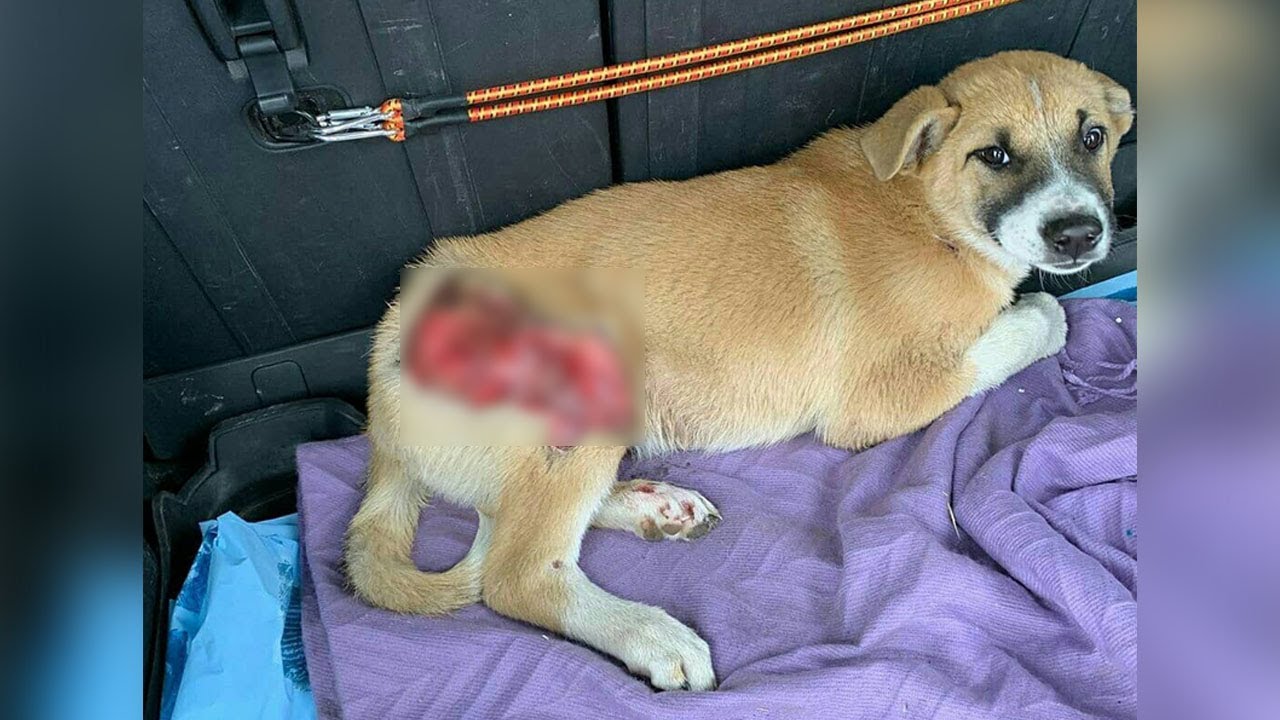 Rescue the puppy that was bitten by lager dogs lying in pain on the ...