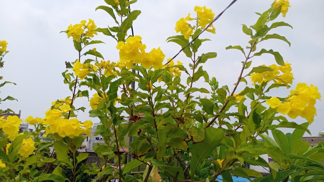 Sunday Garden update @Archie Gardening - YouTube