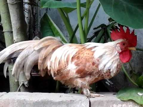Ayam Kate bermain di halaman - YouTube