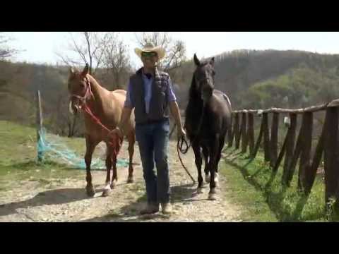 maimone quarter horses