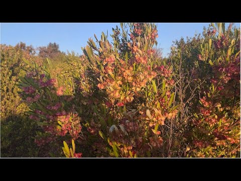 Sand-olien (Sand Olive) - YouTube