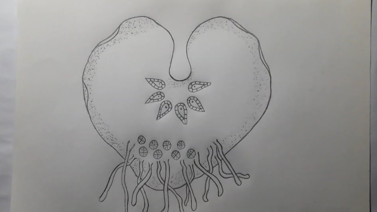 How to draw Fern gametophyte prothalus,, ফার্ন(গ্যামিটোফাইট)প্রোথেলাসের ...