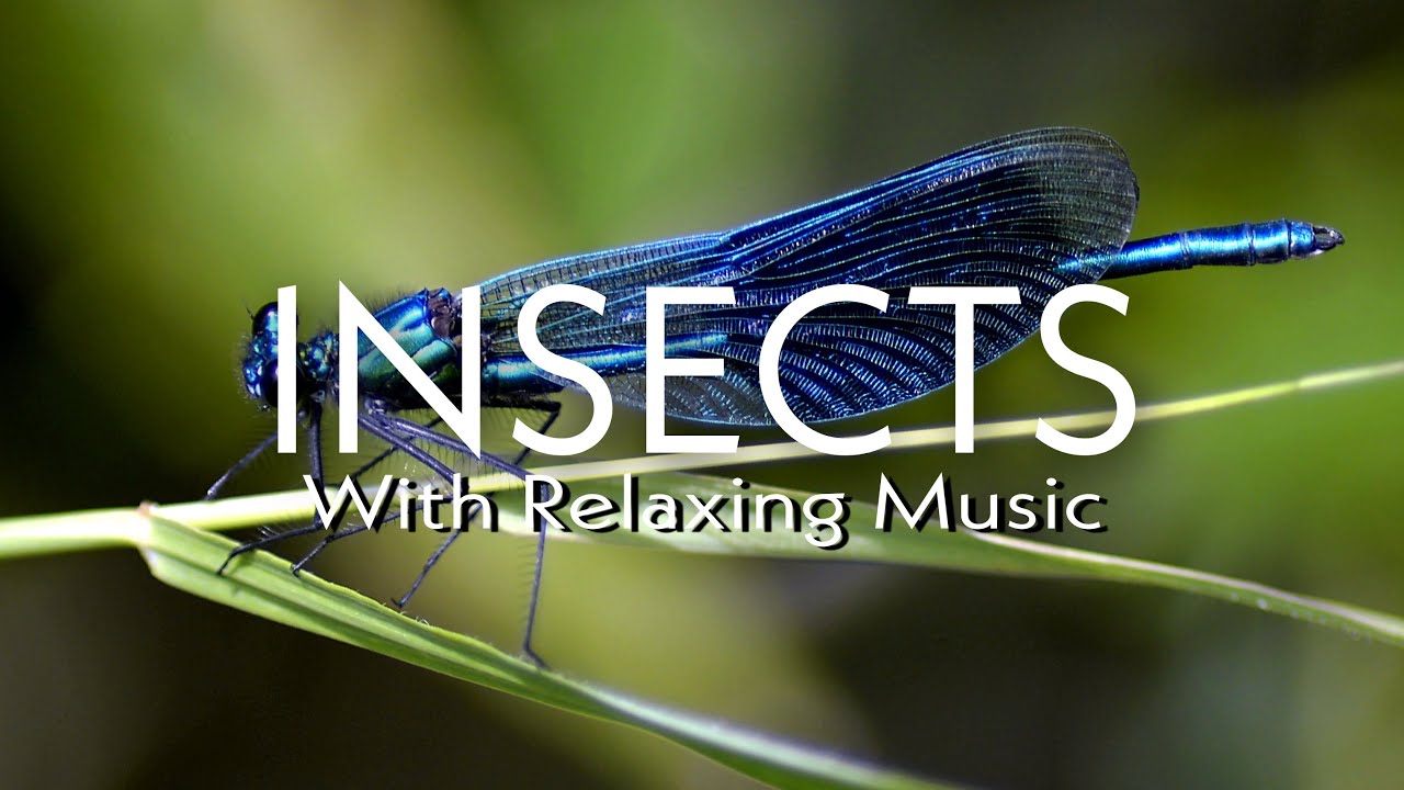INSECTS|With Relaxing Music Background - YouTube