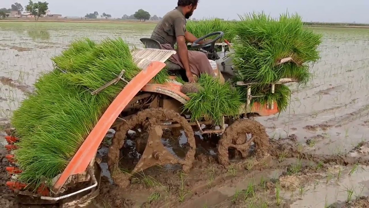 System Of Rice Intensification In Punjab Pakistan | New Technology Rice ...