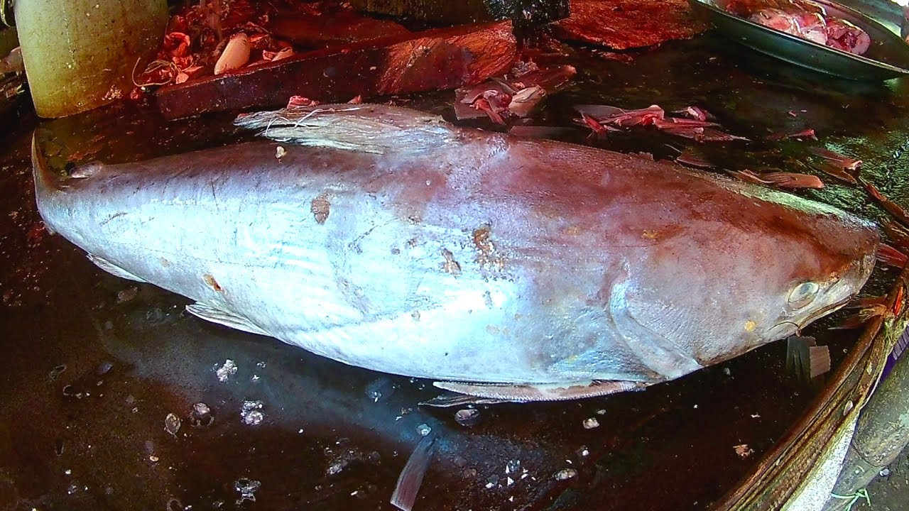 Big Rita Fish Cutting || Ritha Fish Cutting Skills || Rita Fish Cutting ...