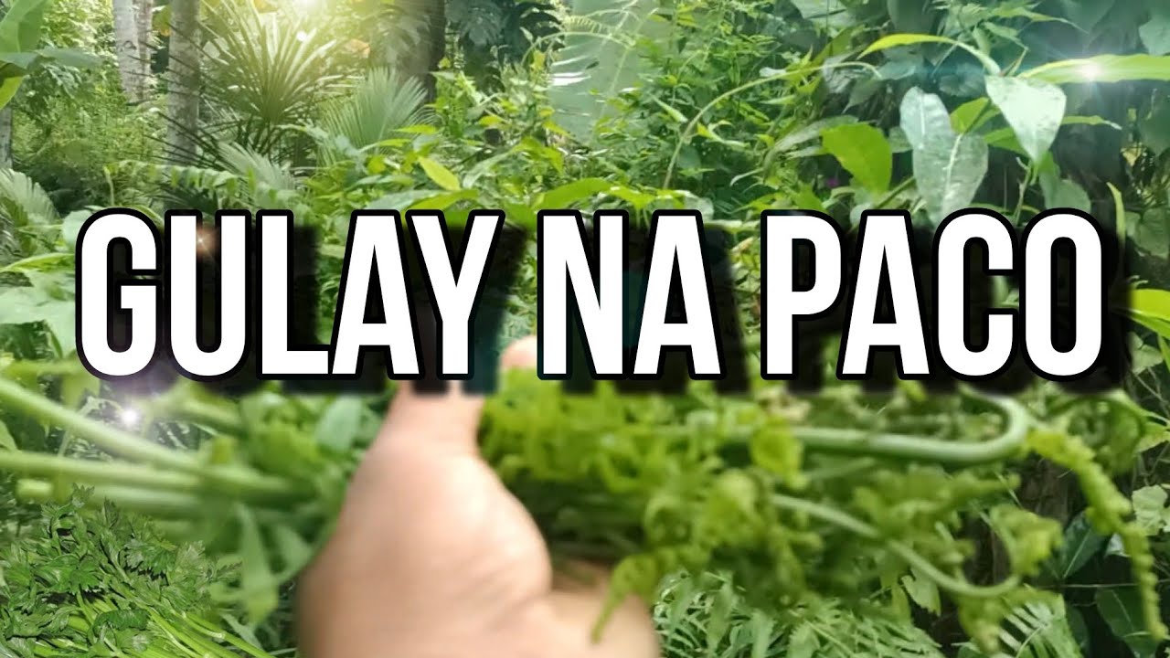 harvesing gulay na paco - YouTube