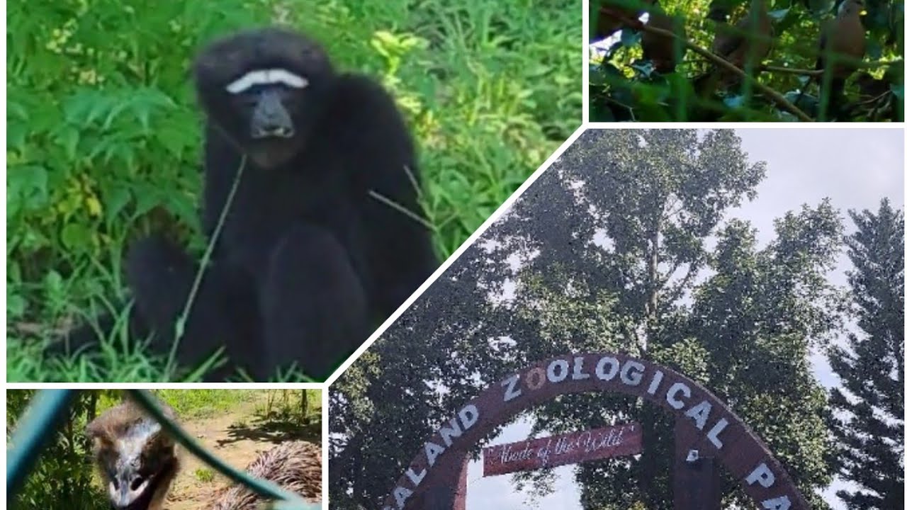 Nagaland zoological park Dimapur - YouTube