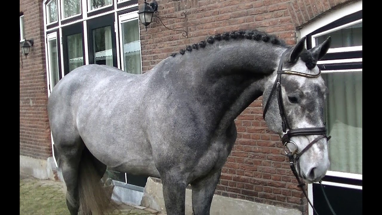 5yo (2016) Berlin Stallion ~ Standing/conformation - YouTube