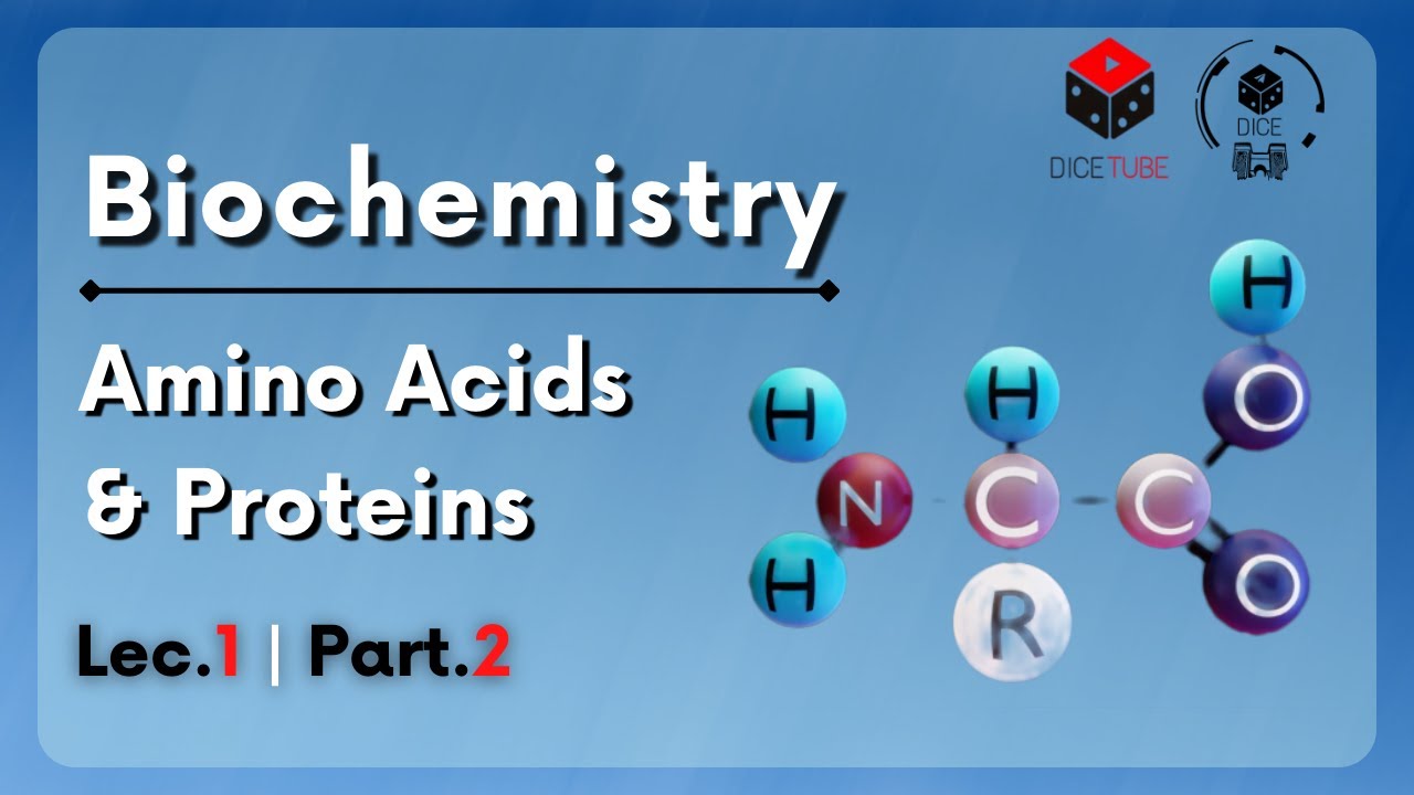 Amino Acids & Proteins | Lec.1 | Part.2 - YouTube