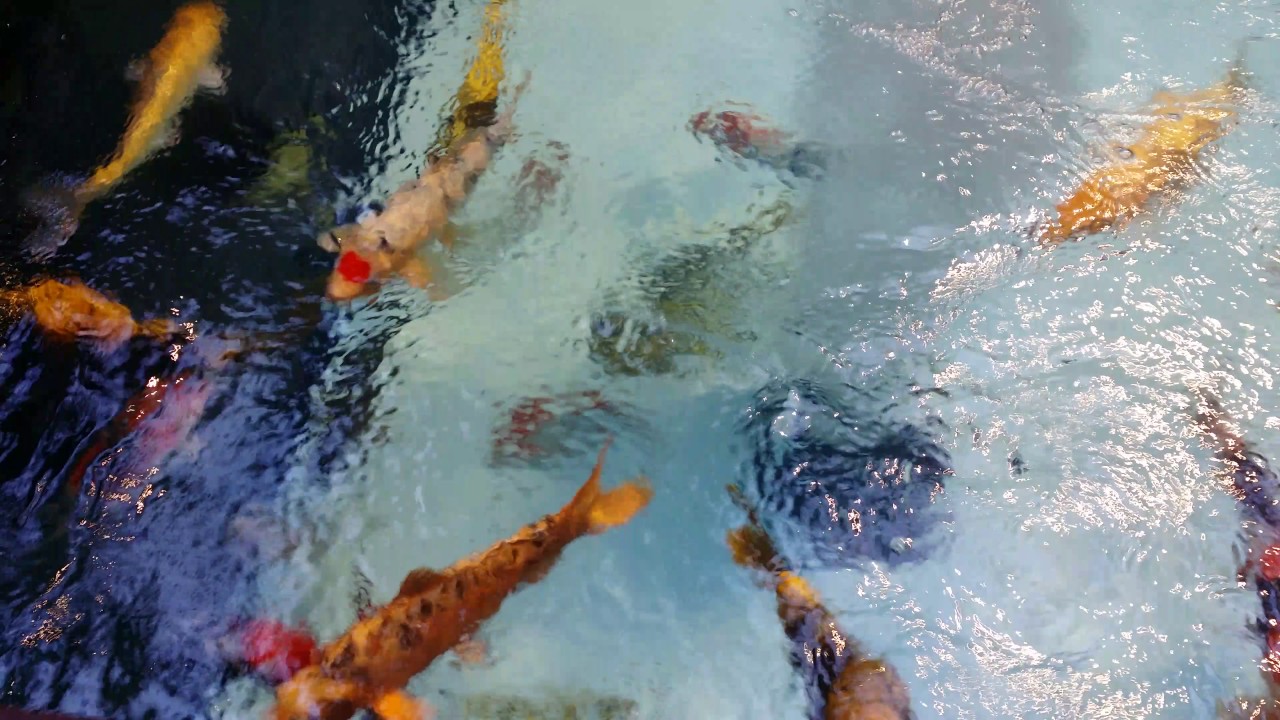 Grand Koi - Beautiful - YouTube