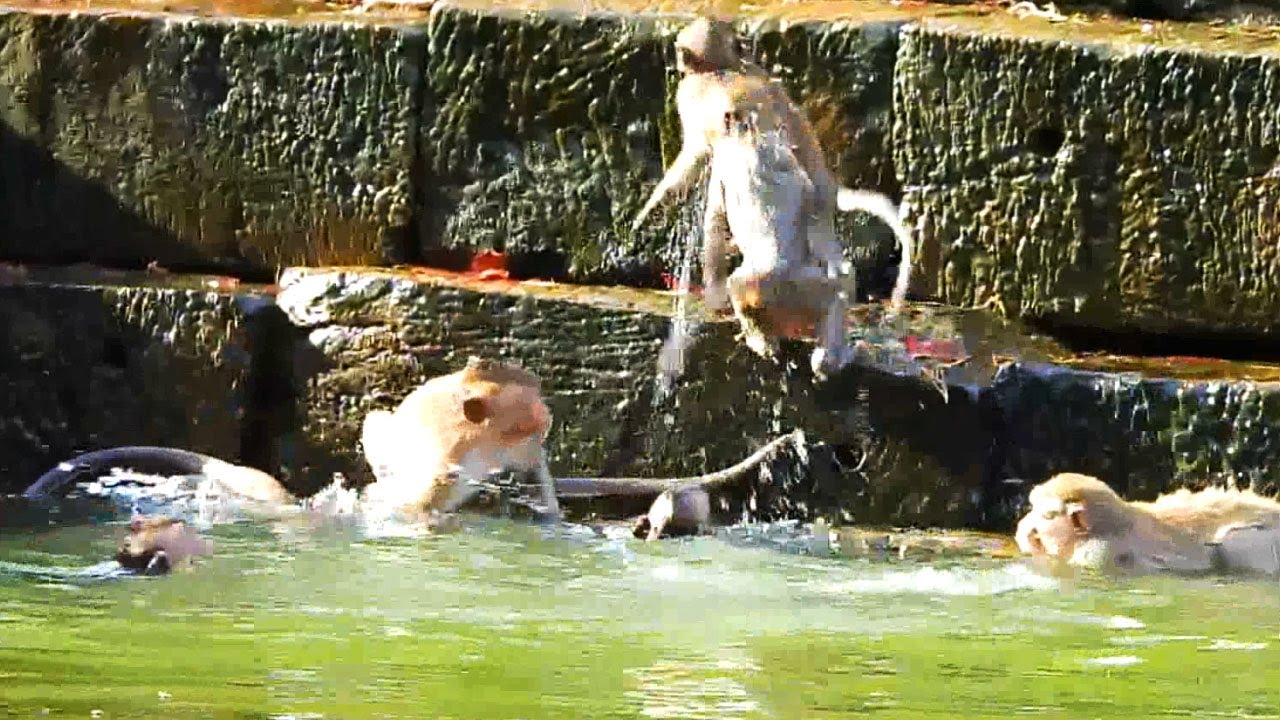 Amazing Moments of Monkeys Jumping, Diving, and Swimming - Pure ...