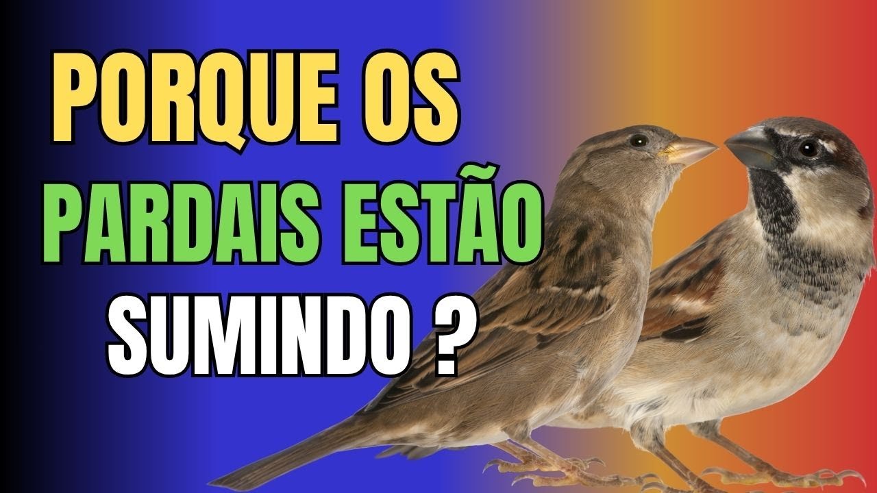 O Mistério dos Pardais: Por que Eles Estão Sumindo das Cidades?" - YouTube