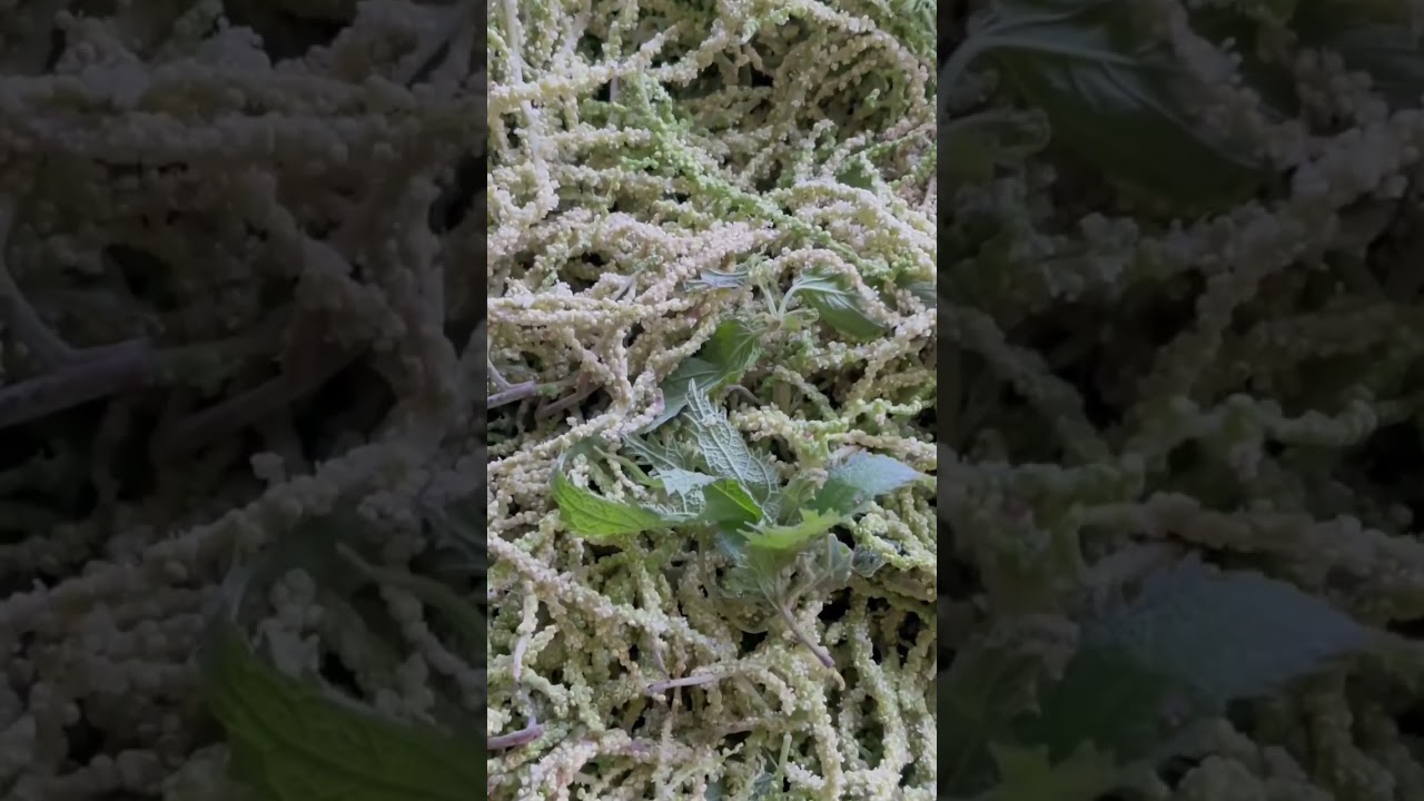 Bhangre sisnu/ सिस्नु को फुल - YouTube