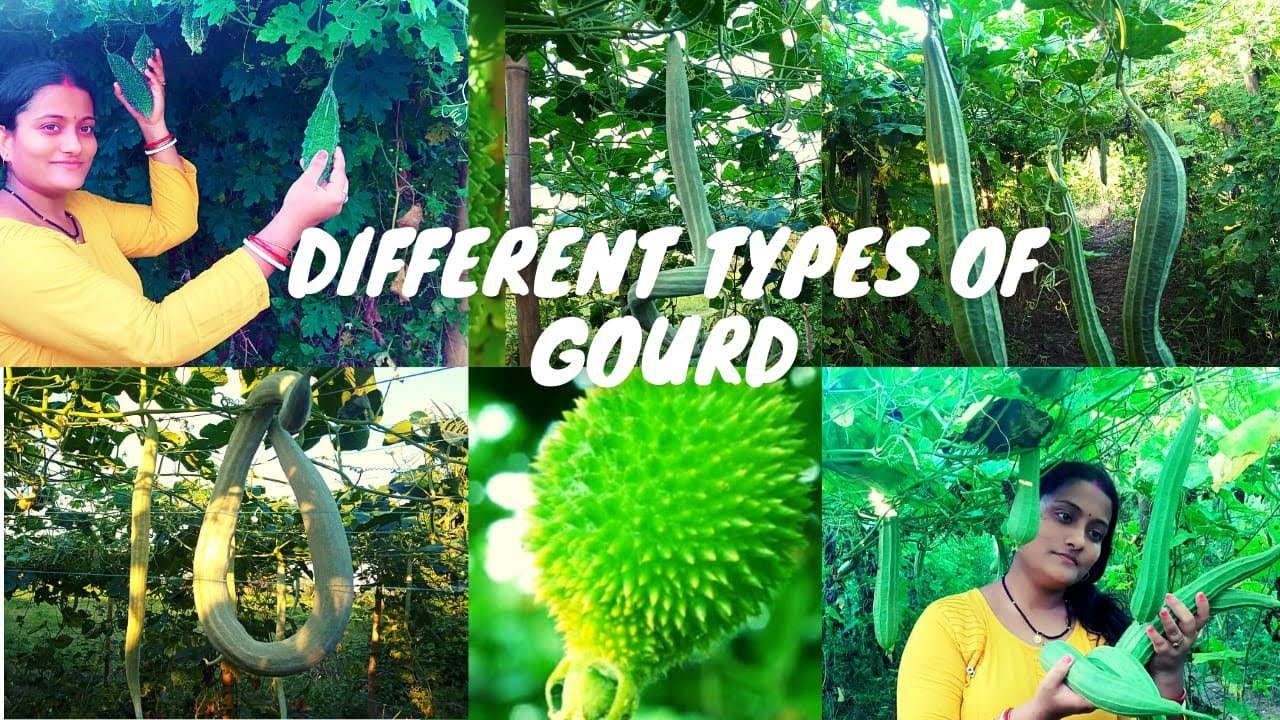 Different types of Gourd Vegetables in India/types of organic gourd ...