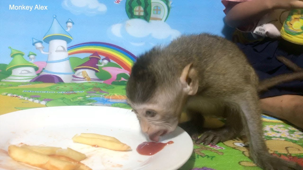 Baby Monkey Alex like to eat French fried - YouTube