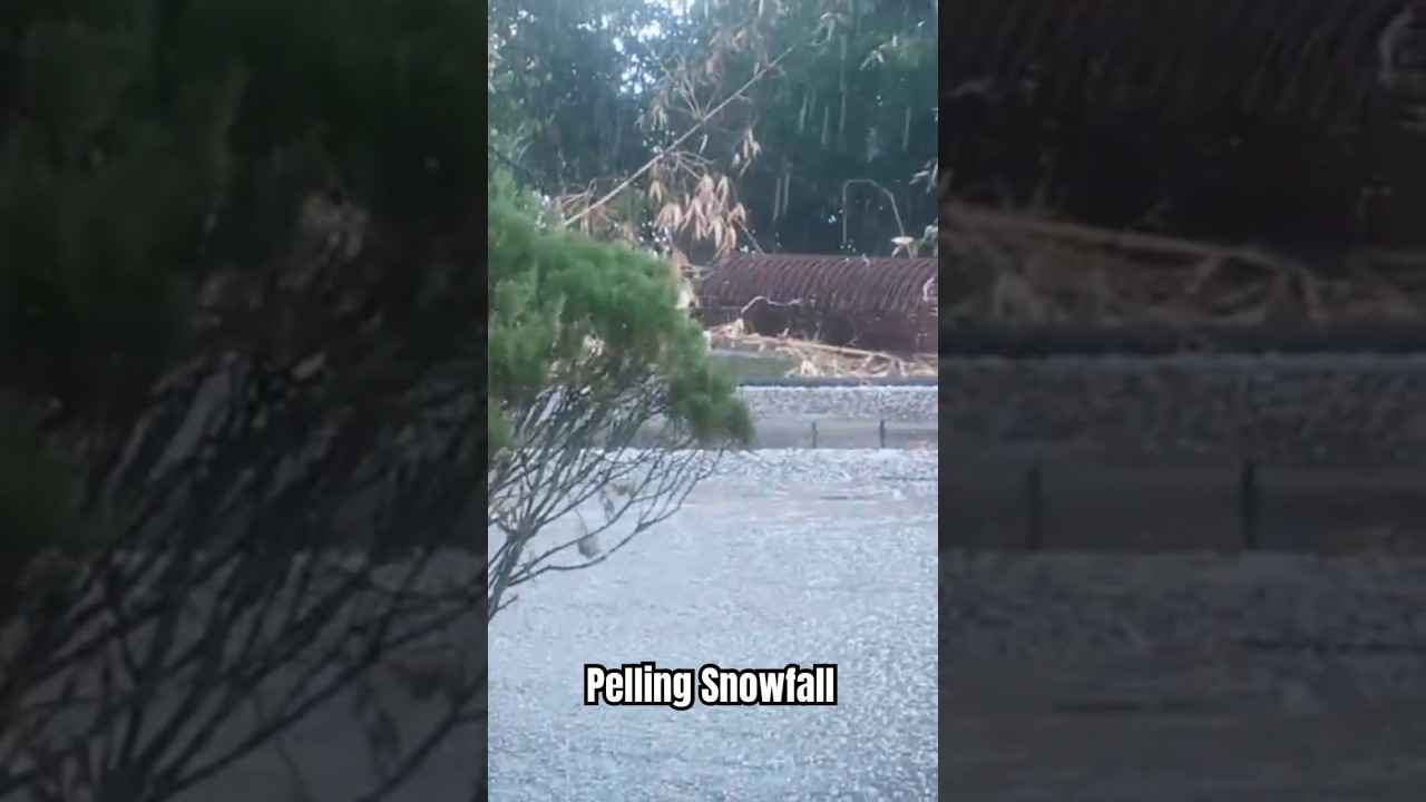 Pelling snowfall today 😍Ravangla snowfall |Sikkim update #viral #travel ...