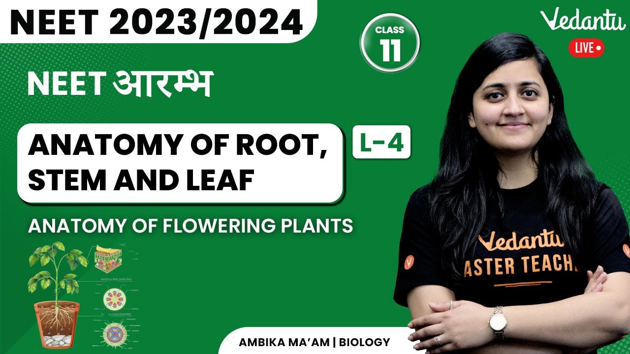 Anatomy of Root, Stem & Leaf | Anatomy of flowering plants | NEET 2023 ...