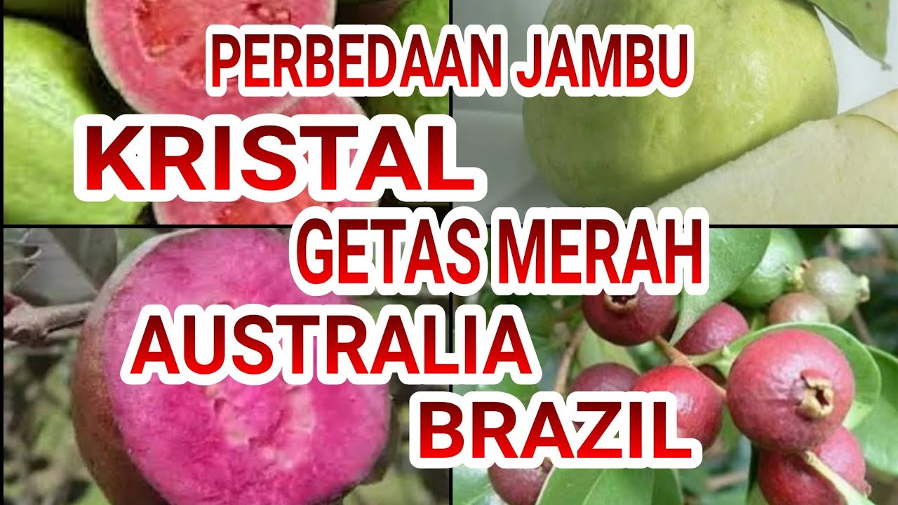 PERBEDAAN JAMBU KRISTAL JAMBU, GETAS MERAH, JAMBU AUSTRALIA & JAMBU ...