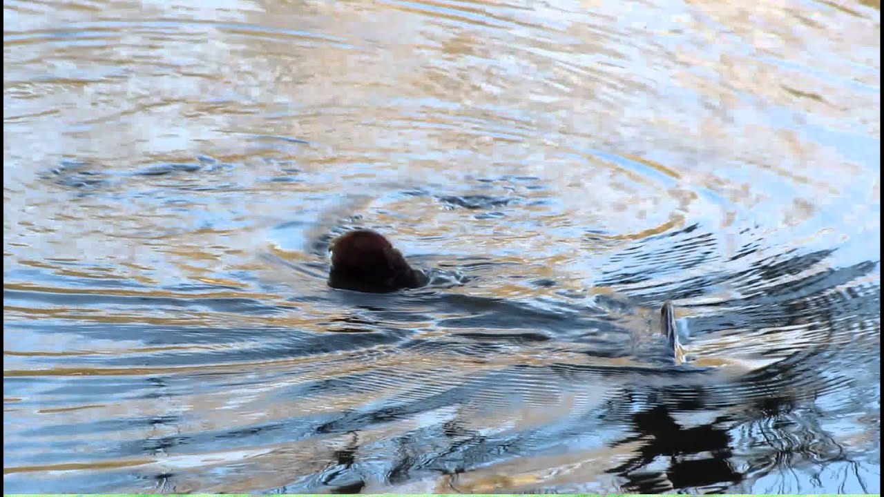Clark Lake Monster - YouTube