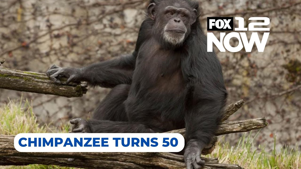 LIVE: Oregon Zoo chimpanzee Delilah turns 50 - YouTube