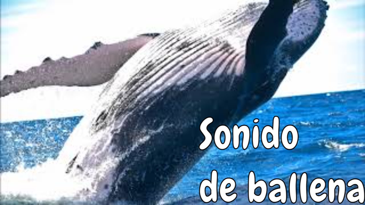 Sonido de ballenas Sonido de ballenas para dormir whale sound - YouTube