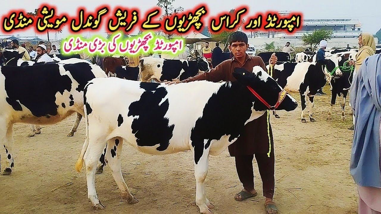 Gondal Mandi latest update 26 Sep 2025! imported heifers latest Rate on ...