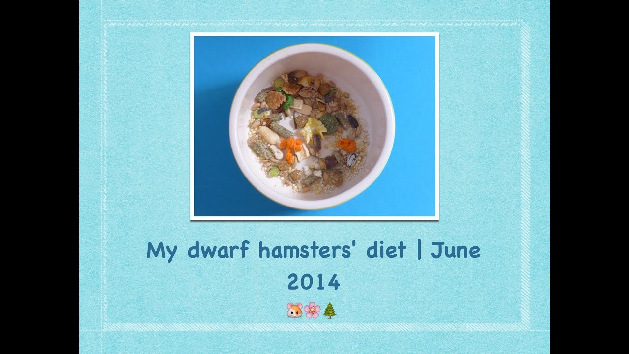 My dwarf hamsters' diet | June 2014 - YouTube