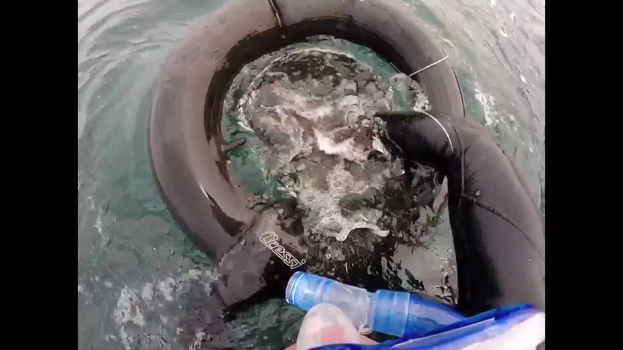 Kaikoura & Kaiteriteri Free Diving for Crayfish, Paua, Blue Moki ...