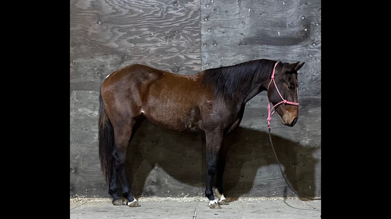 Anothr Pretty Smooth - 2022 AQHA & APHA Filly - 1st time on the flag ...